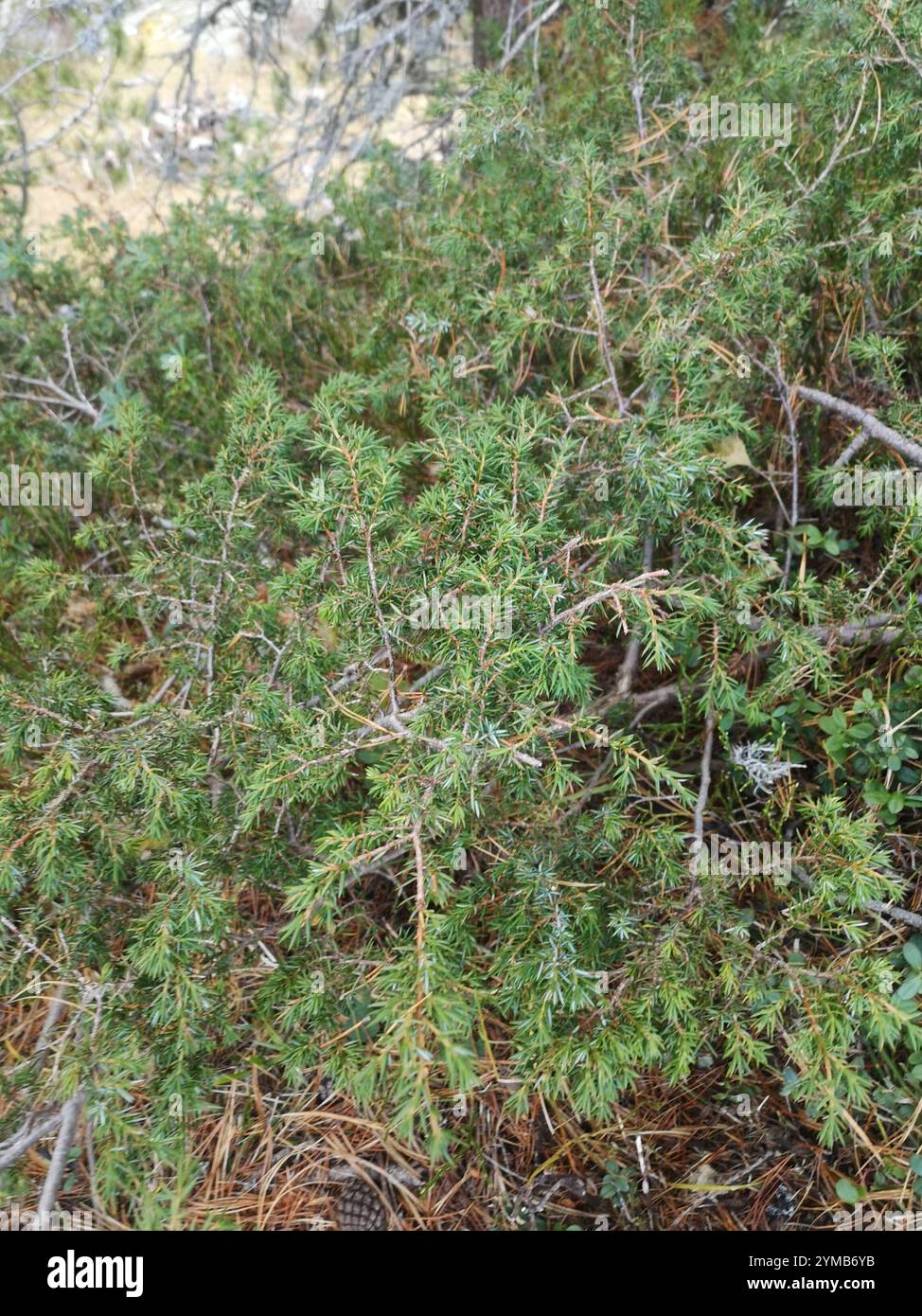 common juniper (Juniperus communis Stock Photo - Alamy