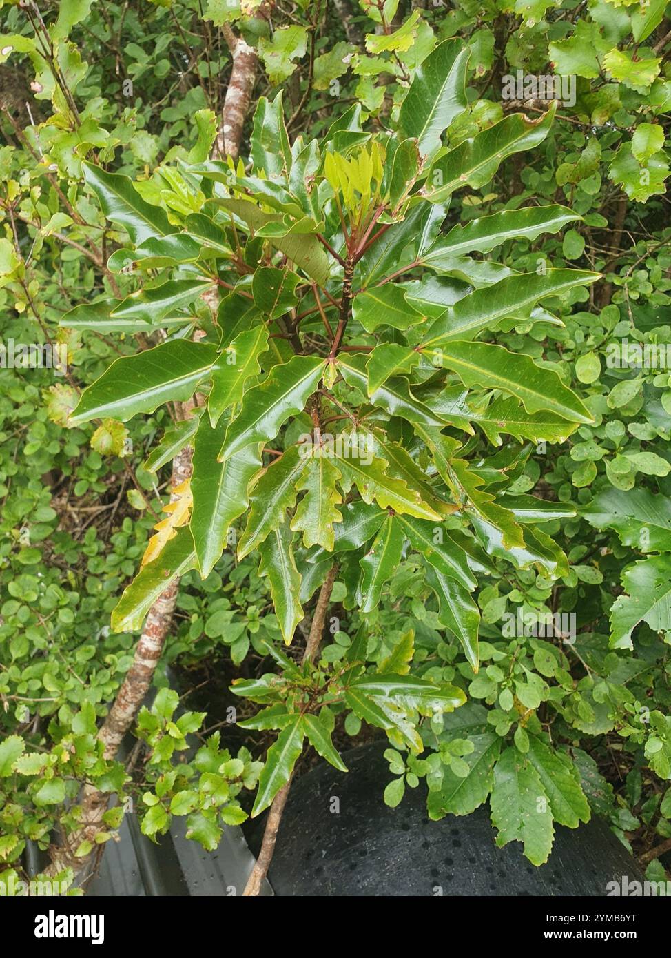 Raukawa (Raukaua edgerleyi Stock Photo - Alamy