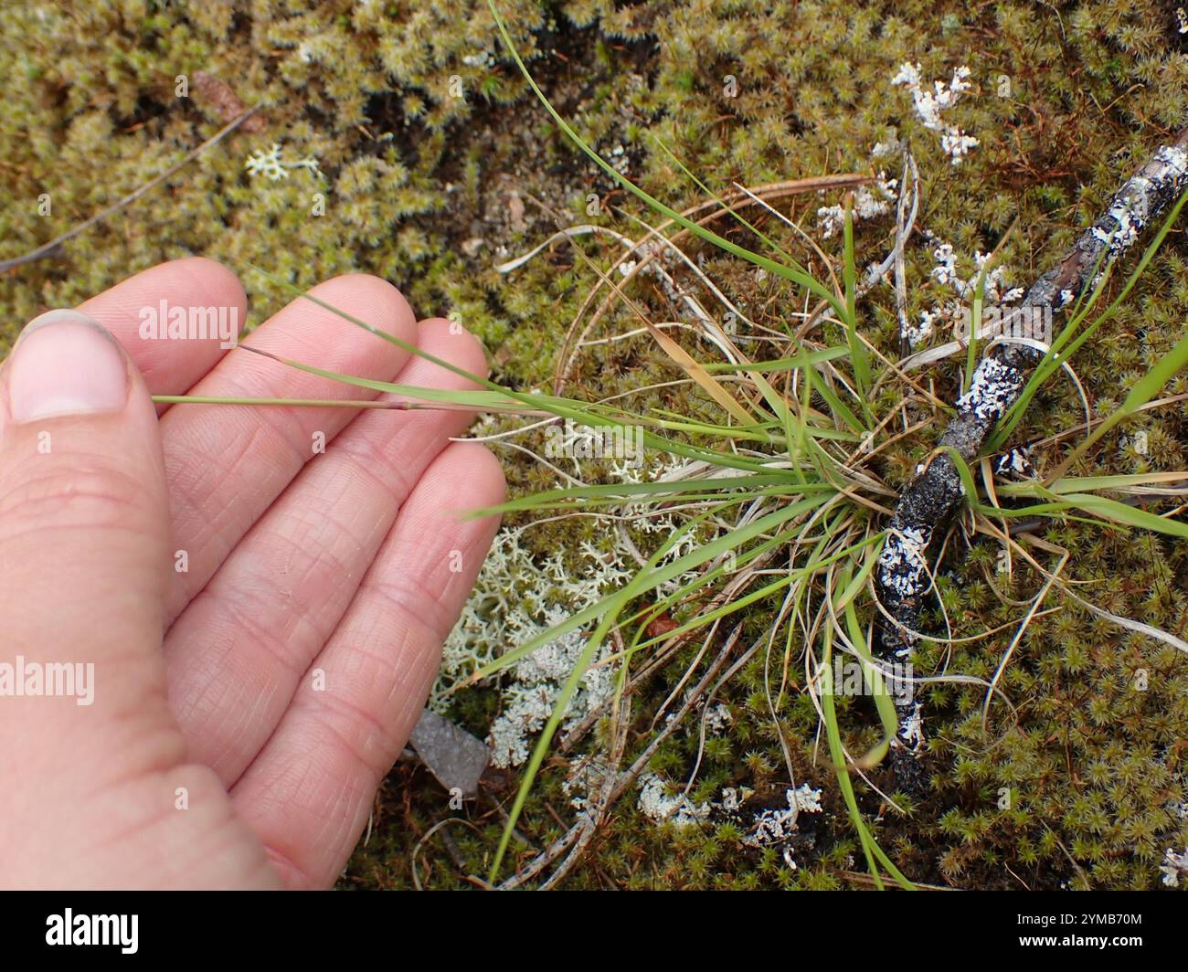 Saltgrass (Distichlis spicata Stock Photo - Alamy