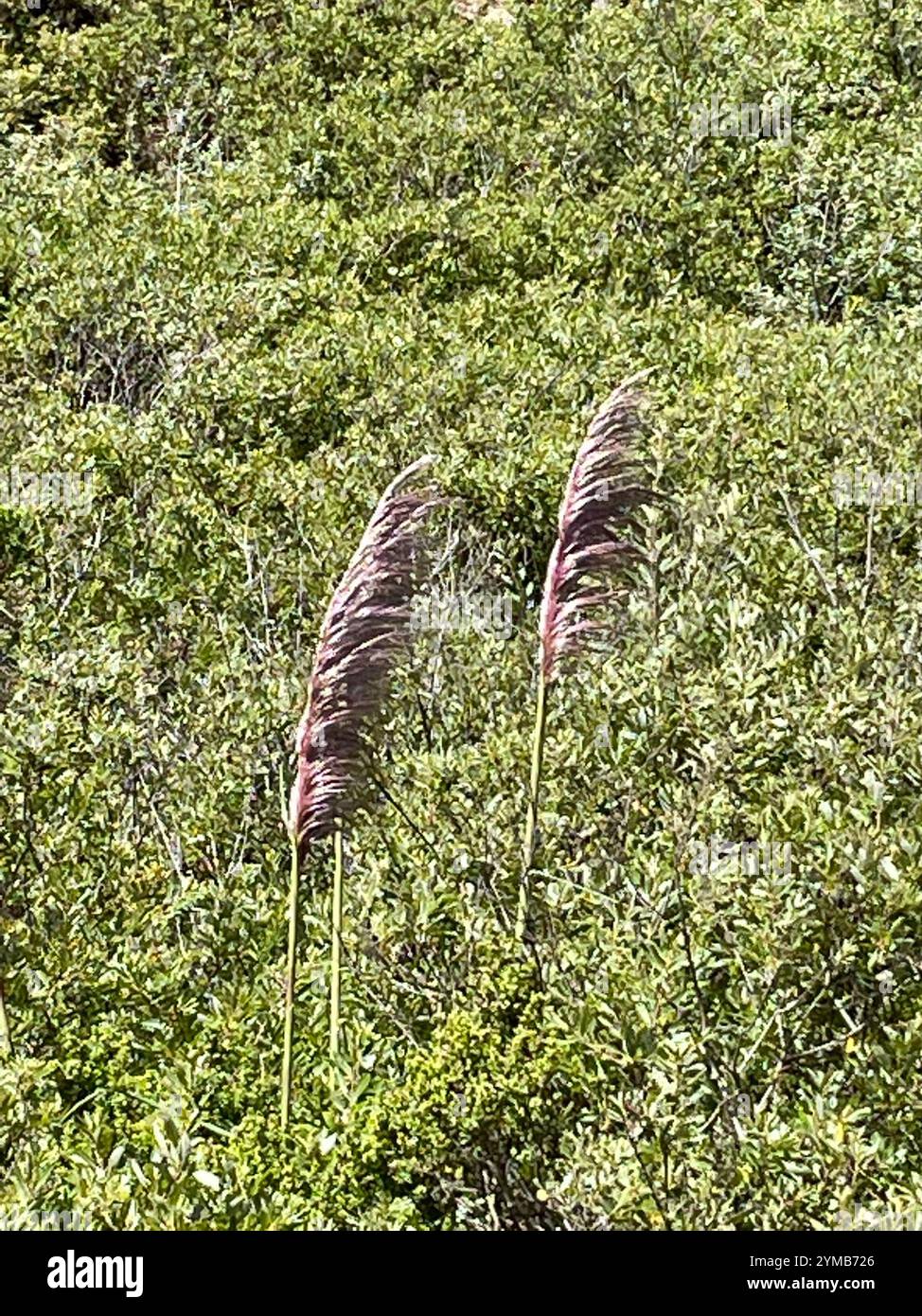 Purple Pampas Grass (Cortaderia jubata Stock Photo - Alamy