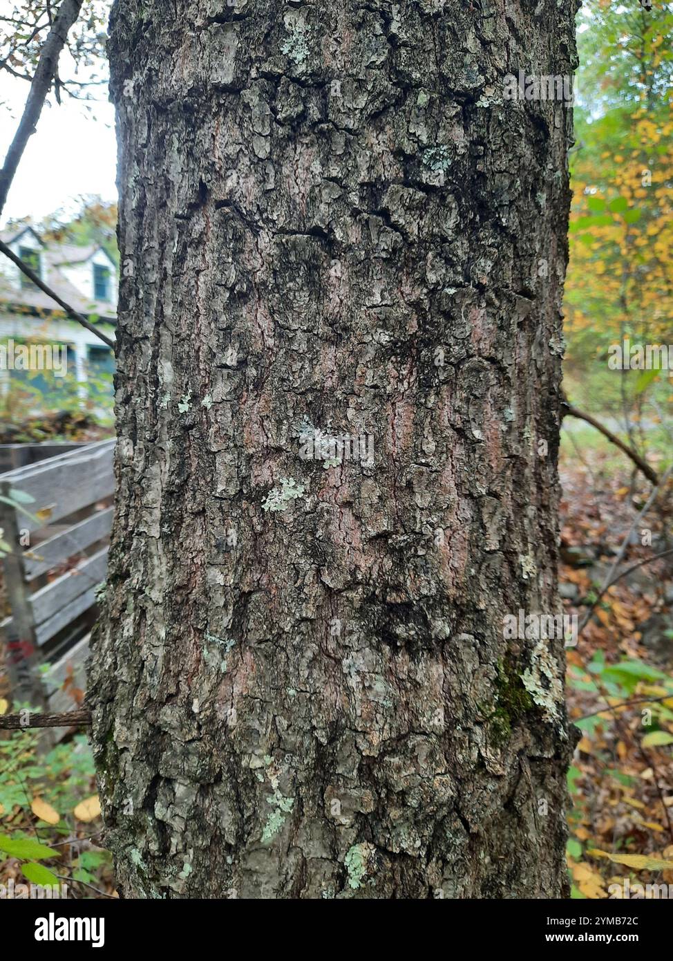 black oak (Quercus velutina Stock Photo - Alamy
