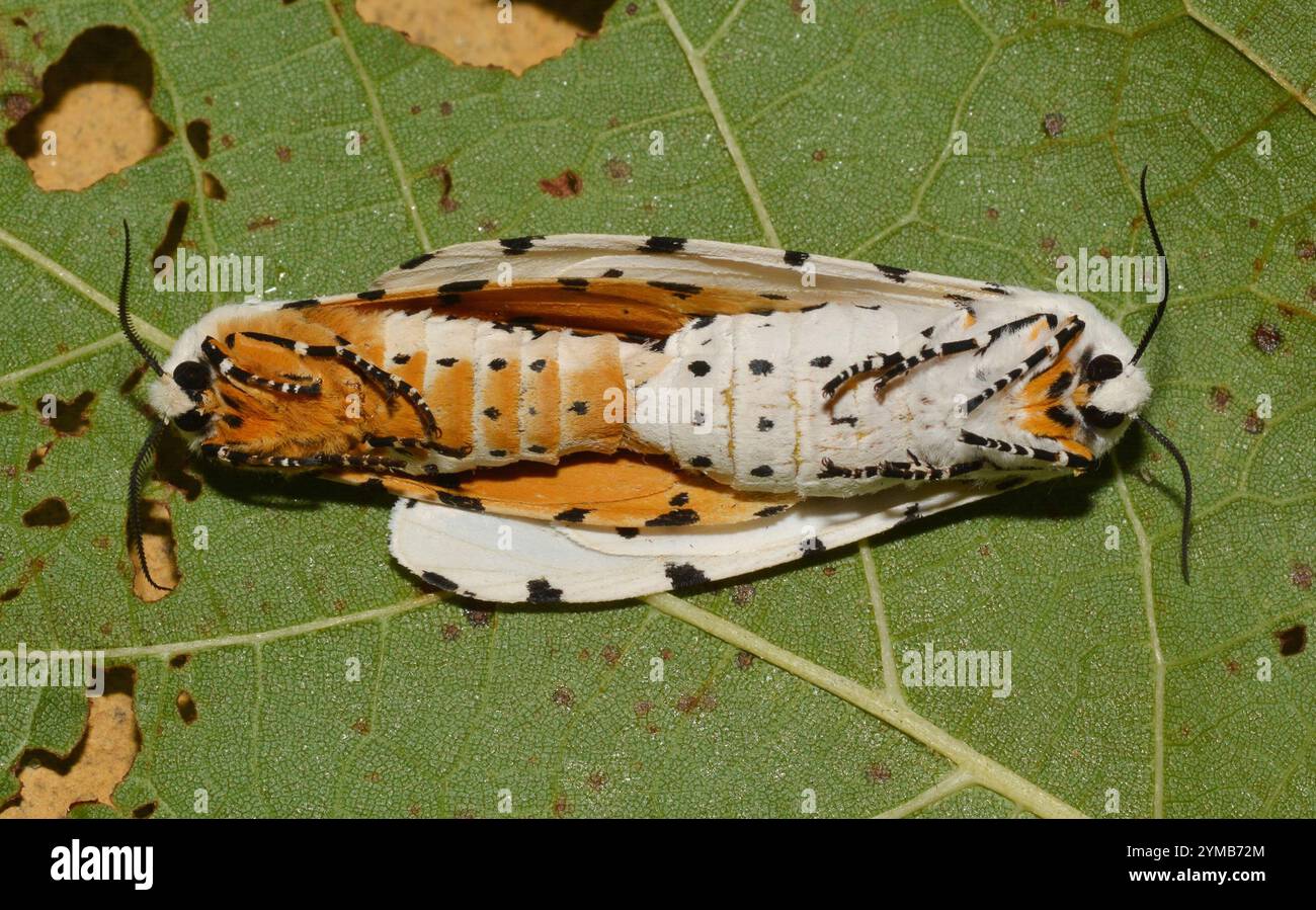 Salt Marsh Moth (Estigmene acrea Stock Photo - Alamy