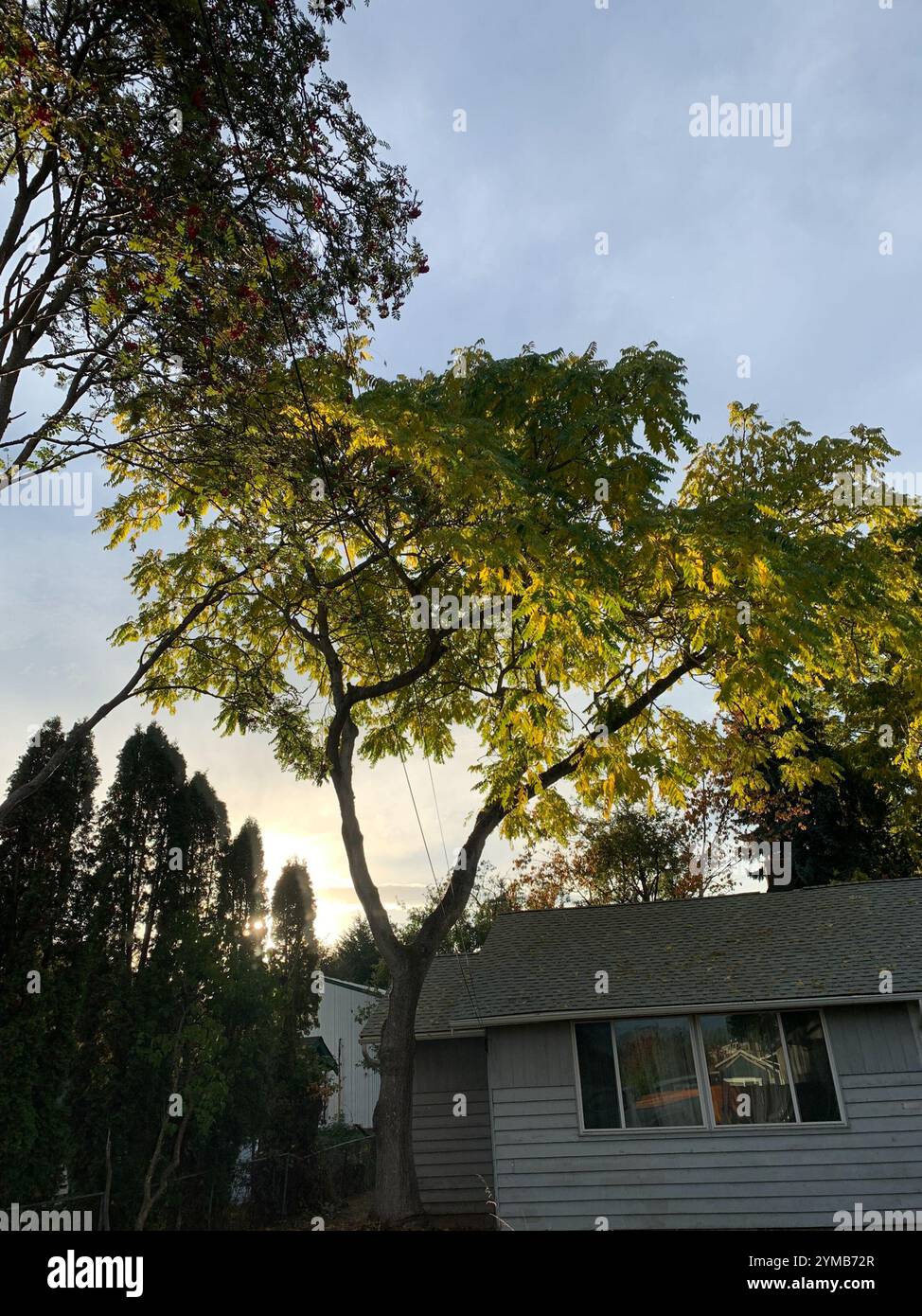 tree-of-heaven (Ailanthus altissima Stock Photo - Alamy