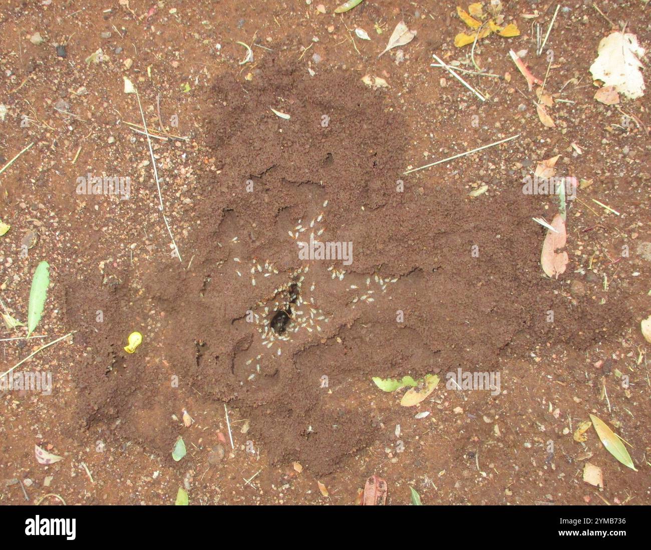 Termites fungus hi-res stock photography and images - Alamy