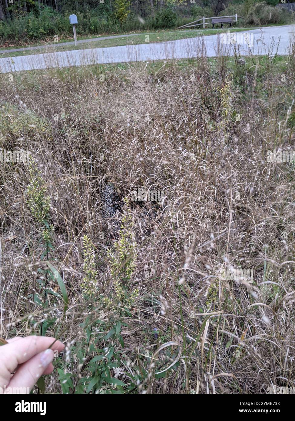 bristlegrasses, rosette grasses, barnyard grasses, and allies (Paniceae ...