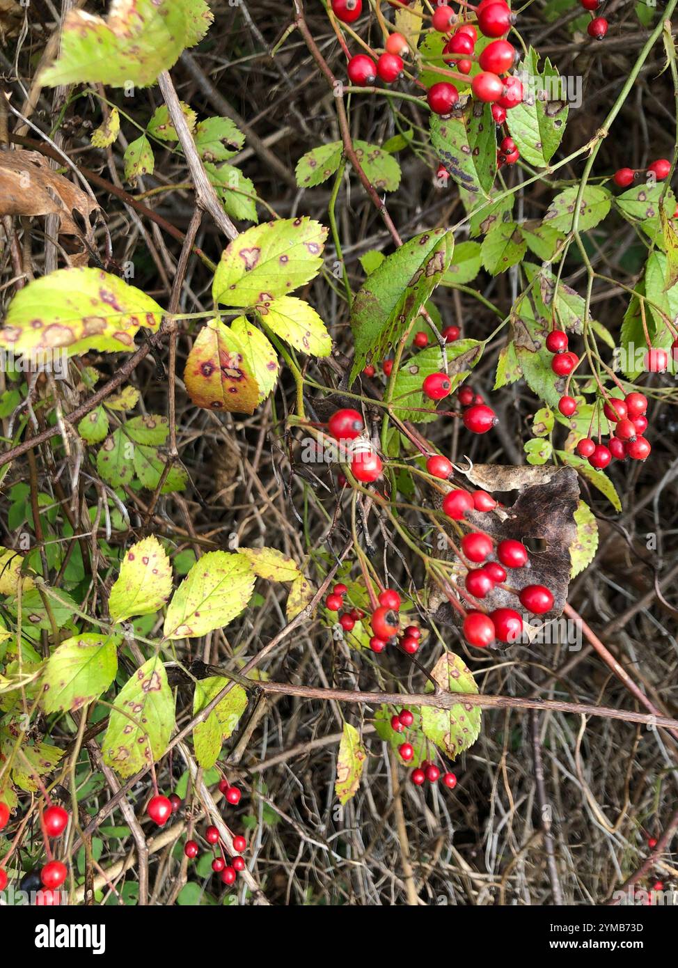 multiflora rose (Rosa multiflora Stock Photo - Alamy