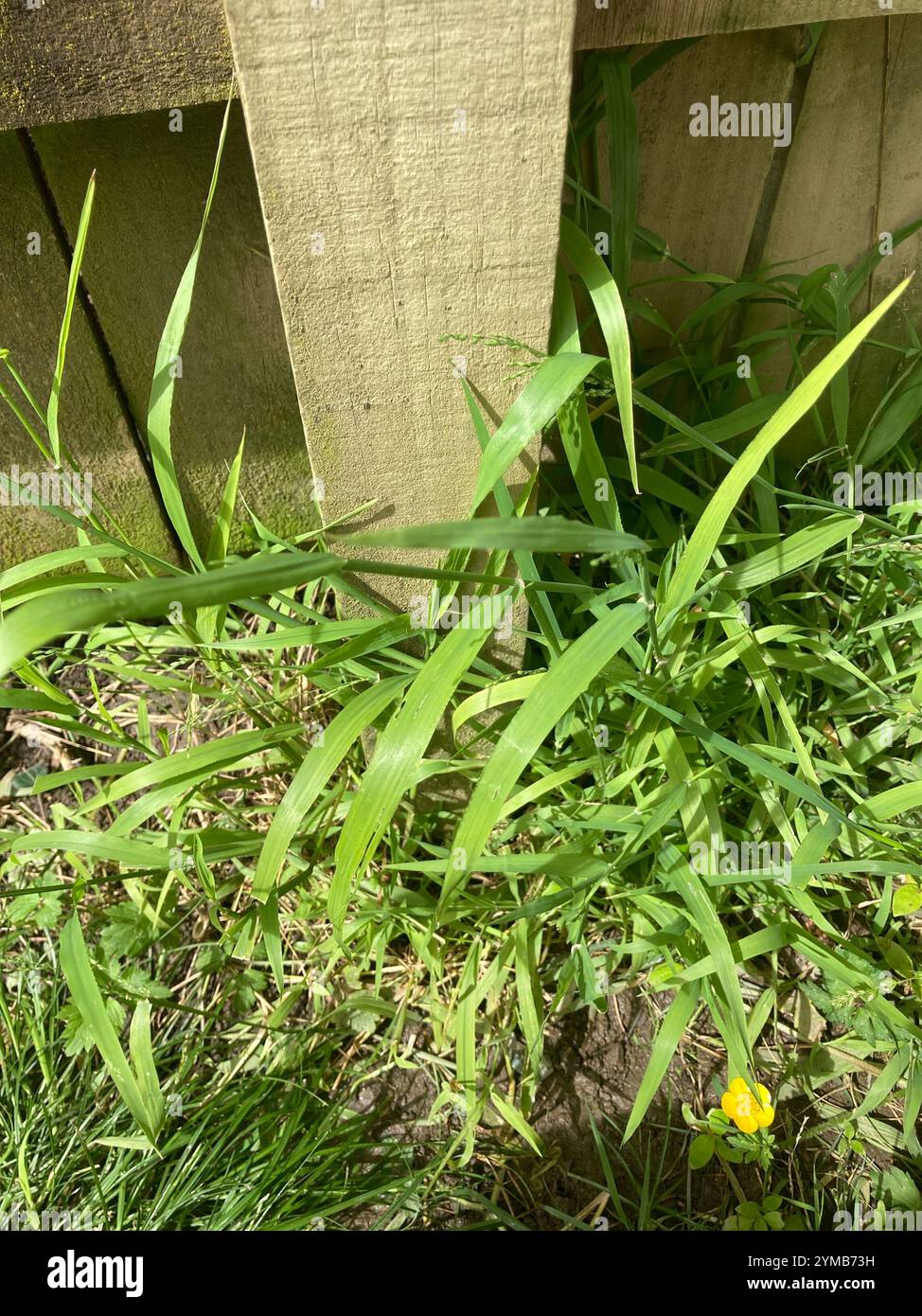 Ehrharta erecta hi-res stock photography and images - Alamy