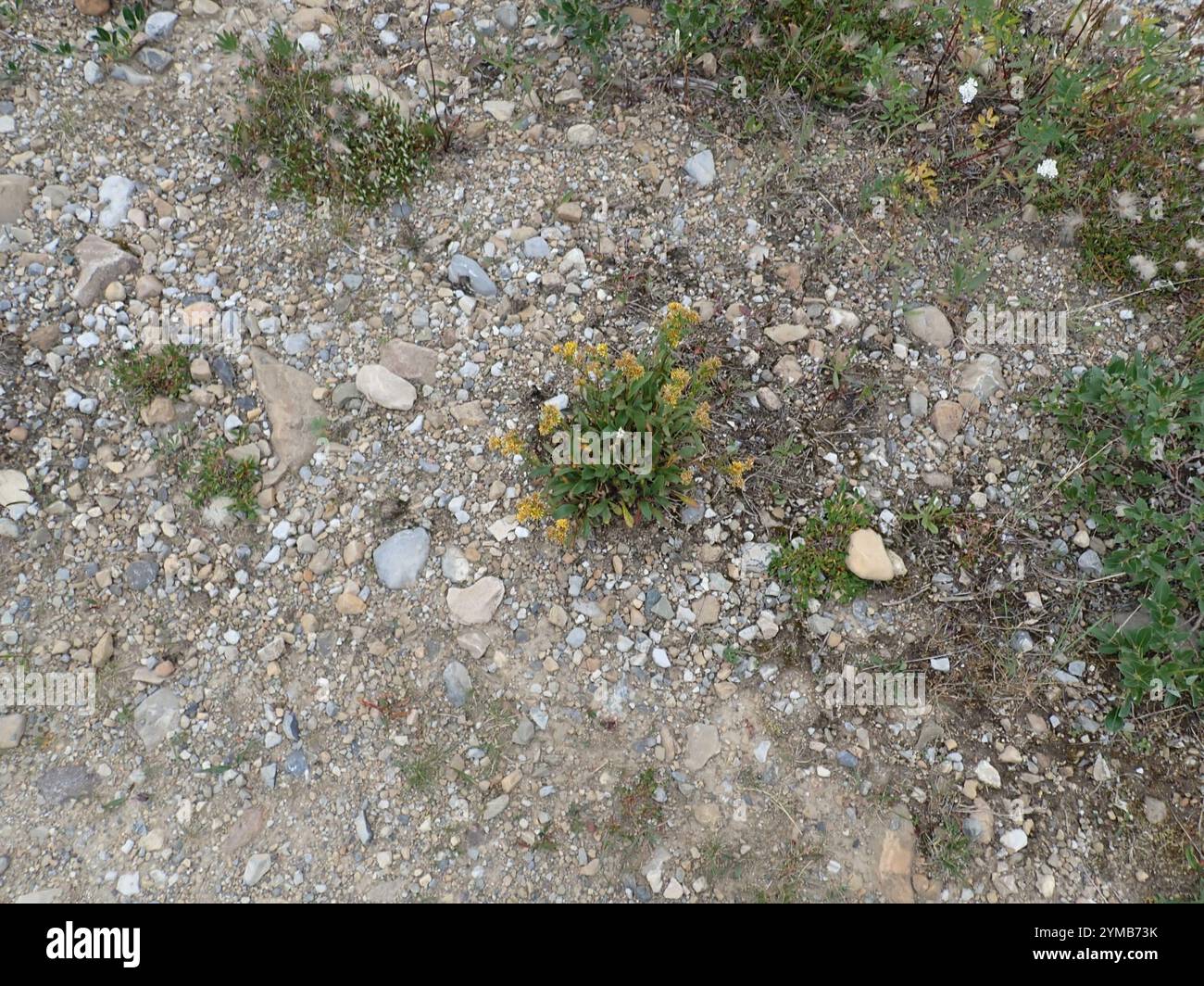 northern goldenrod (Solidago multiradiata Stock Photo - Alamy