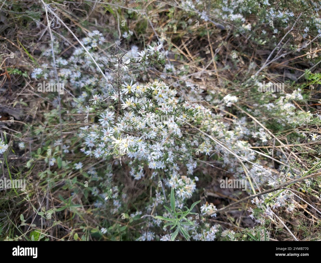 white heath aster (Symphyotrichum ericoides Stock Photo - Alamy