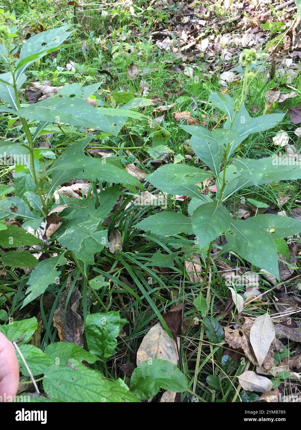 Wingstem (Verbesina alternifolia Stock Photo - Alamy