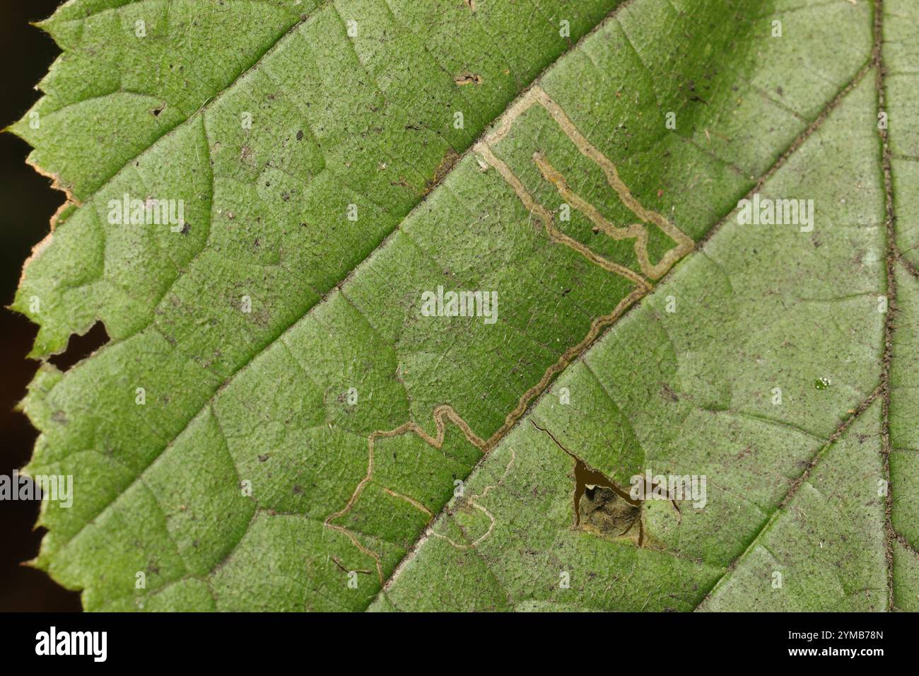 Hazel Leafminer Moth (Stigmella microtheriella Stock Photo - Alamy