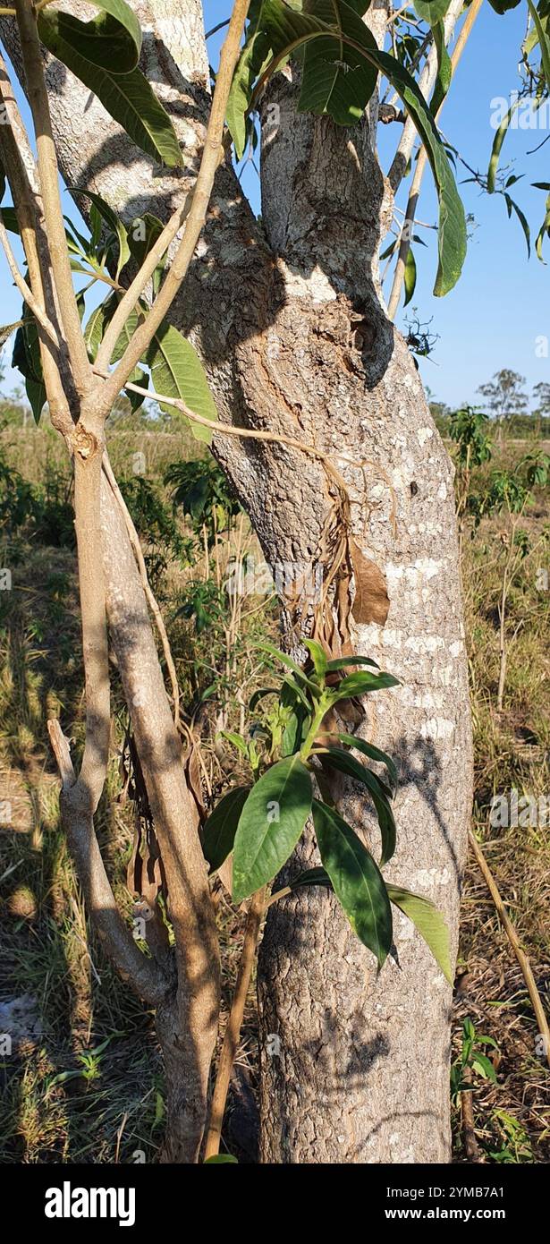 Bitterbark (Alstonia constricta Stock Photo - Alamy