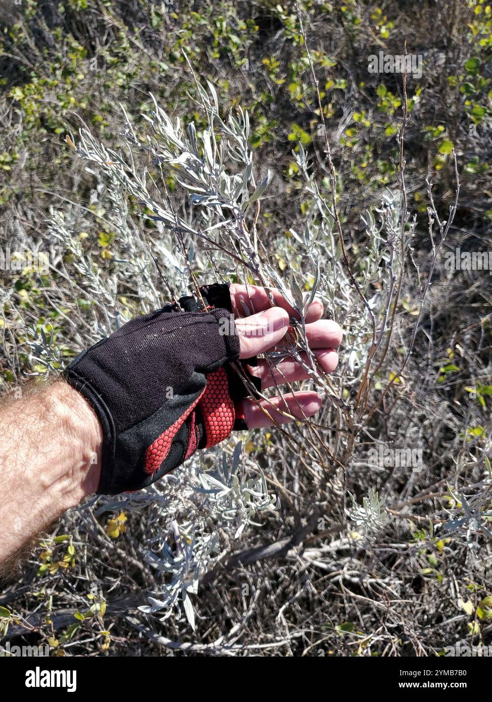 Silver sagebrush artemisia cana hi-res stock photography and images - Alamy