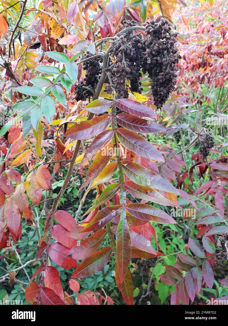 shining sumac (Rhus copallinum Stock Photo - Alamy