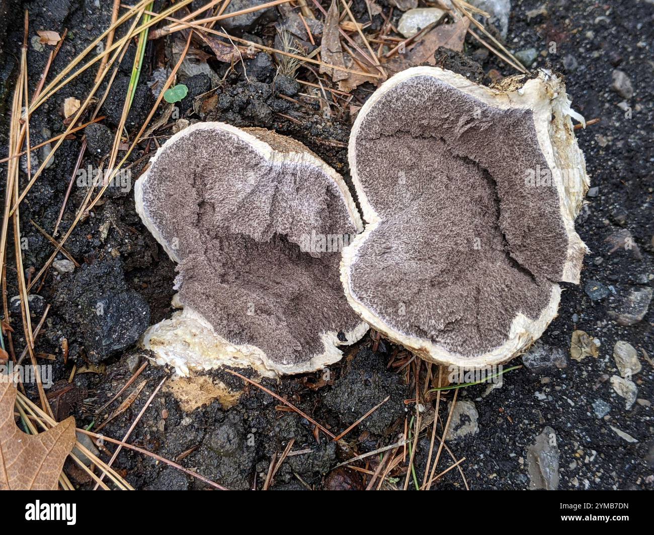 common earthball (Scleroderma citrinum Stock Photo - Alamy