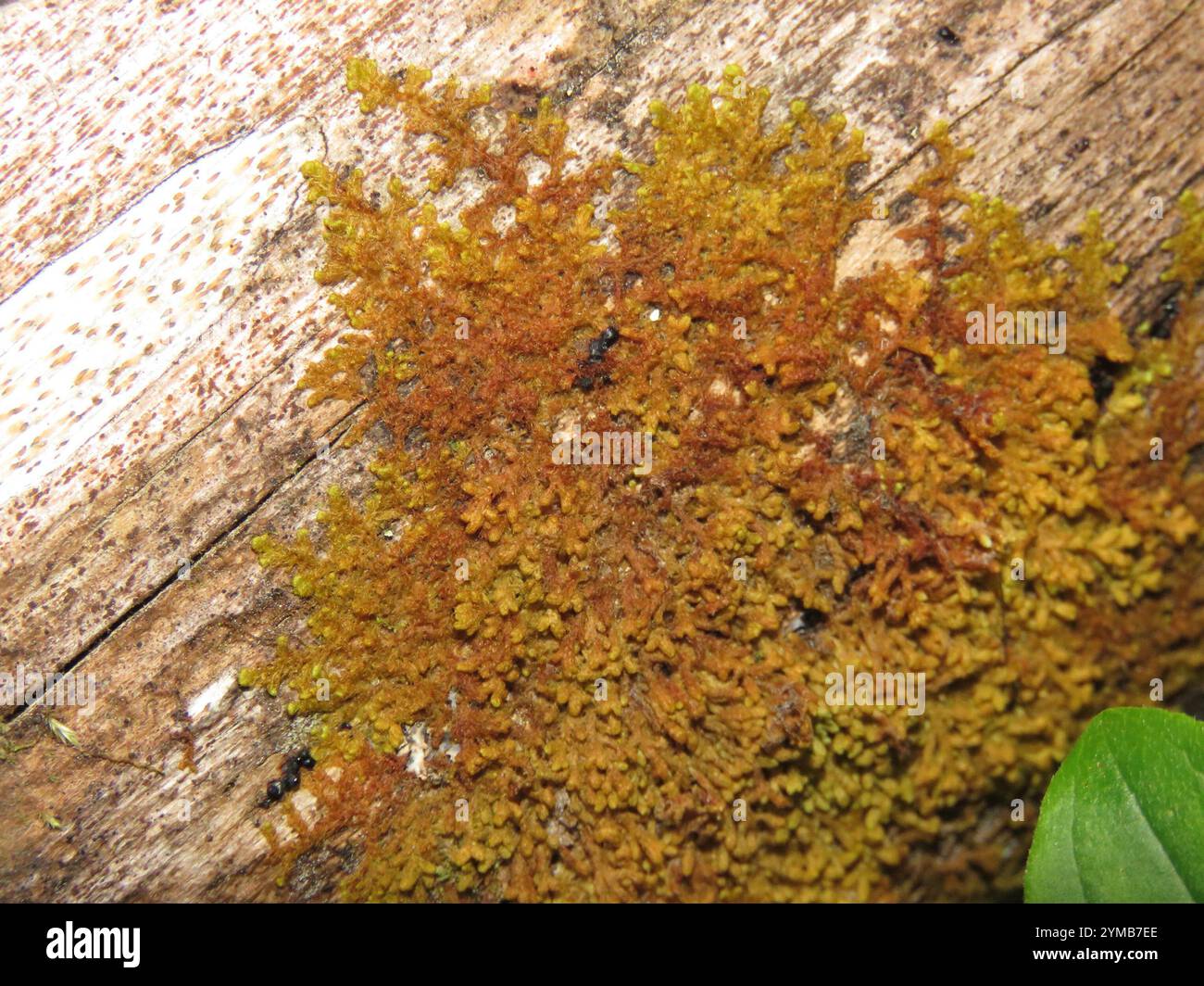 Tree Fringewort (Ptilidium pulcherrimum Stock Photo - Alamy