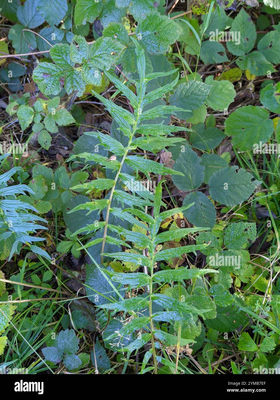 Common Valerian Complex (Valeriana officinalis Stock Photo - Alamy