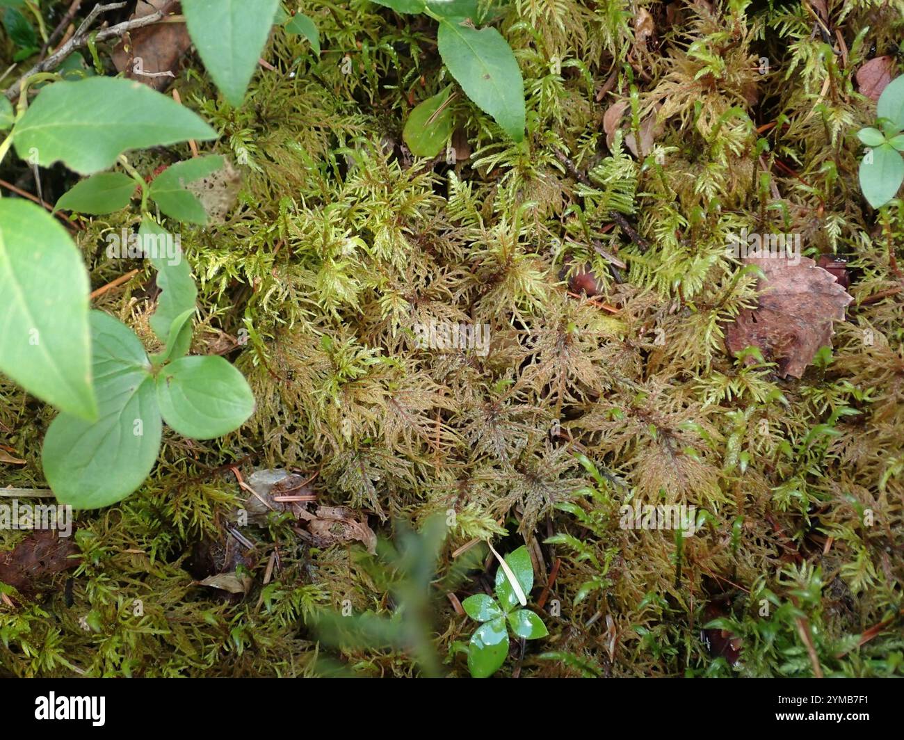 stairstep moss (Hylocomium splendens Stock Photo - Alamy