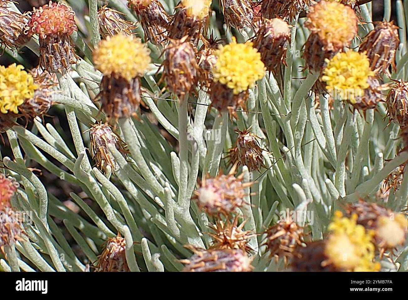 Brown-rim Sewejaartjie (Syncarpha gnaphaloides Stock Photo - Alamy