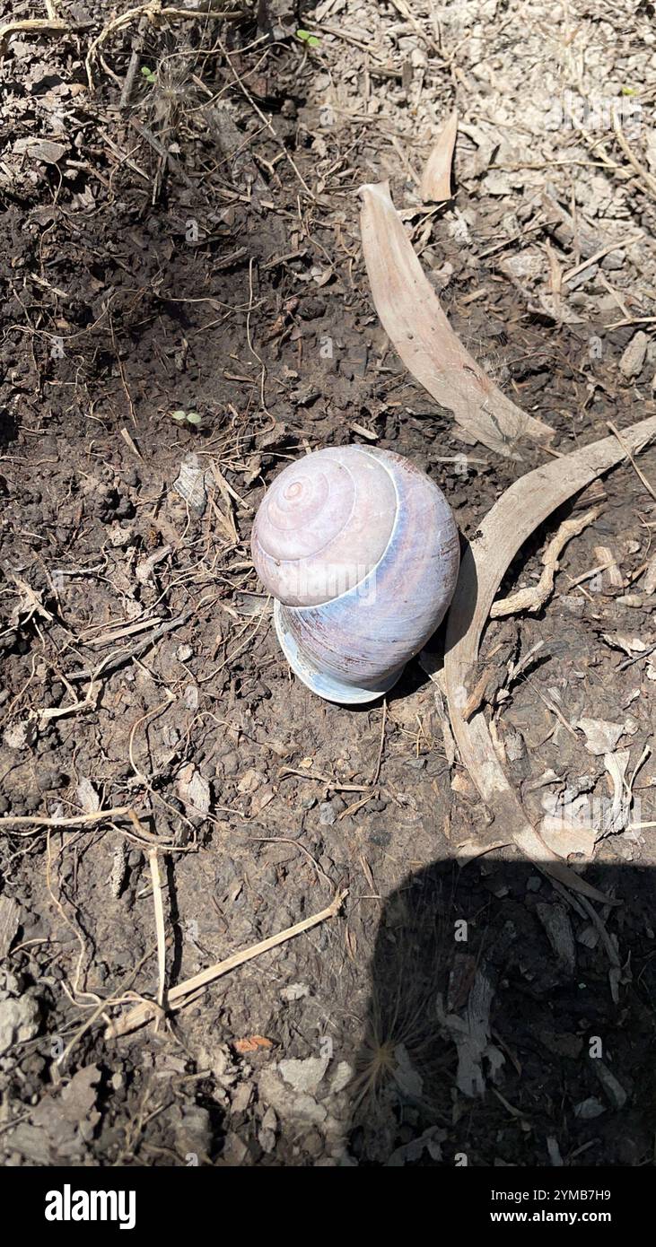 Fraser's Banded Snail (Sphaerospira fraseri Stock Photo - Alamy
