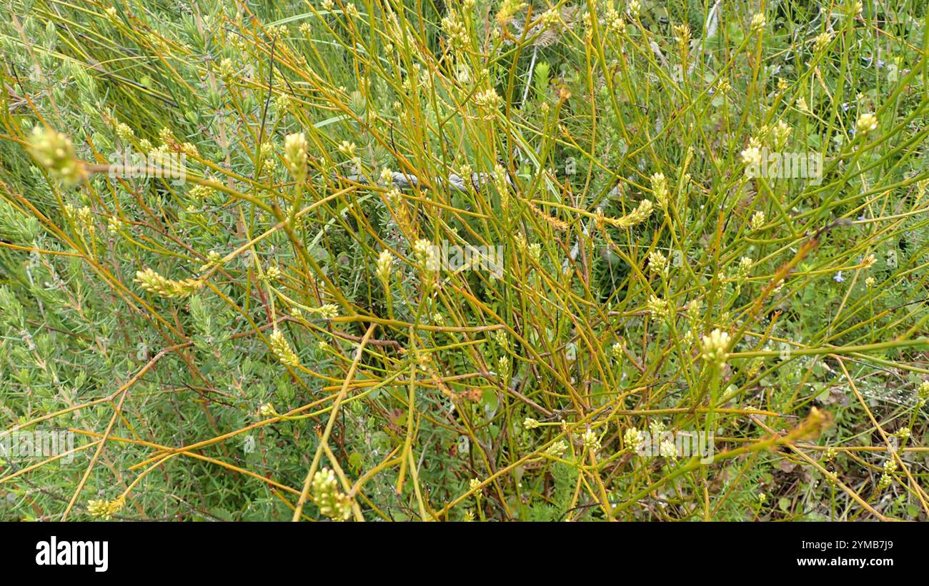Cluster Rootthug (Thesium aggregatum Stock Photo - Alamy