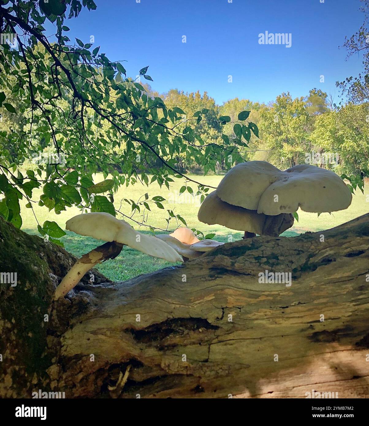 Cyclocybe cylindracea hi-res stock photography and images - Alamy