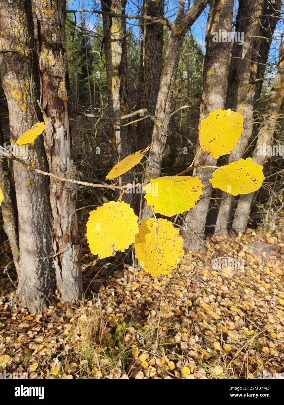 European aspen (Populus tremula Stock Photo - Alamy