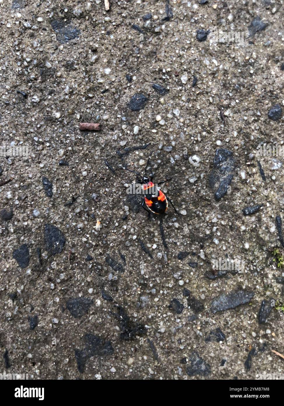 Dindymus versicolor hi-res stock photography and images - Alamy