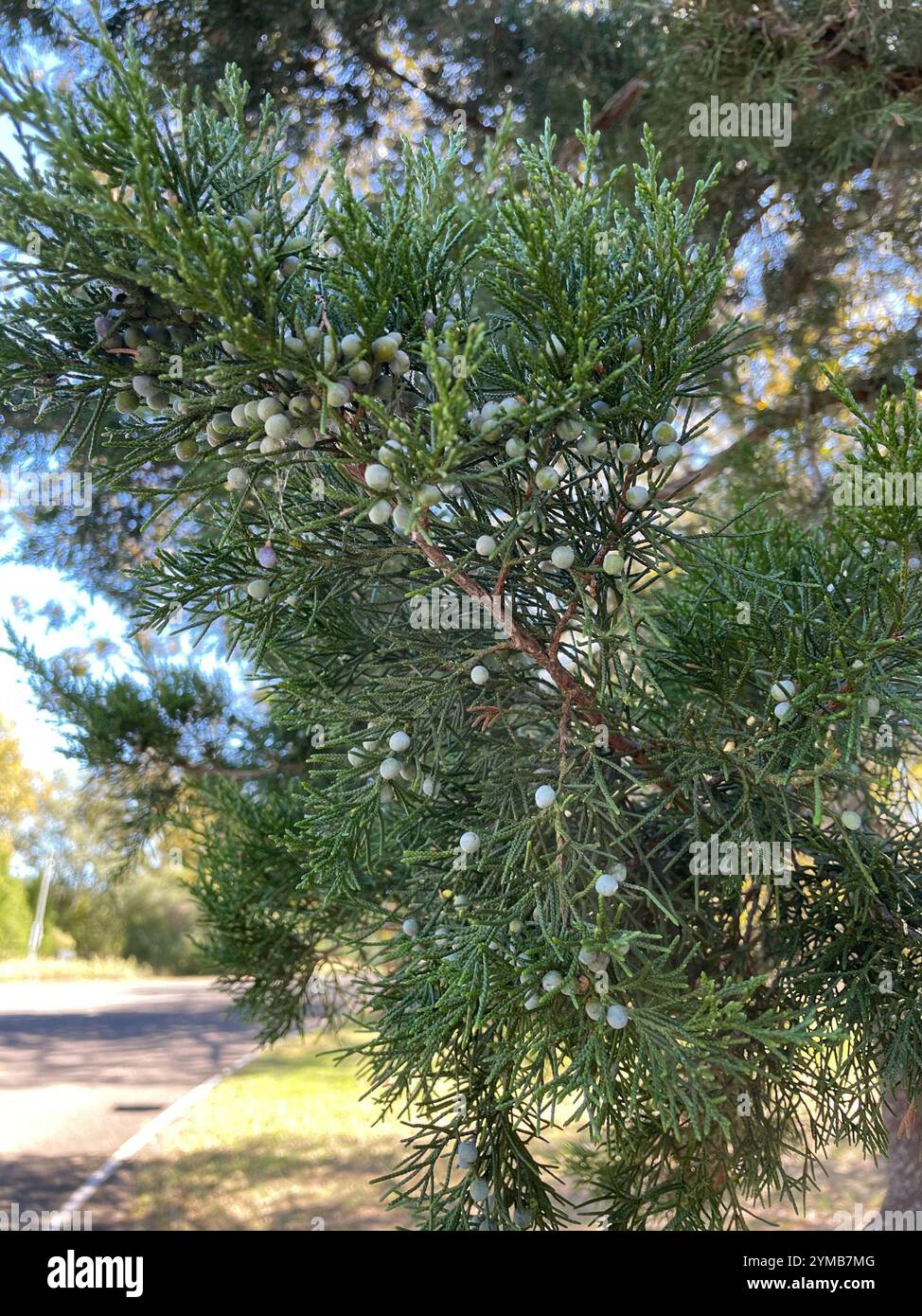 eastern redcedar (Juniperus virginiana Stock Photo - Alamy