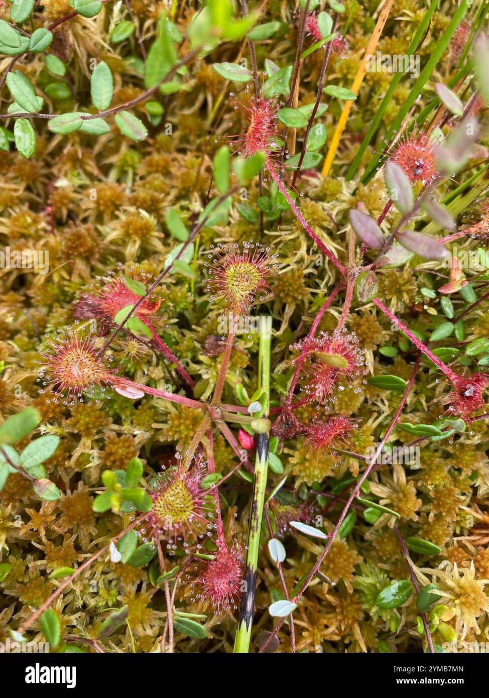 round-leaved sundew (Drosera rotundifolia Stock Photo - Alamy