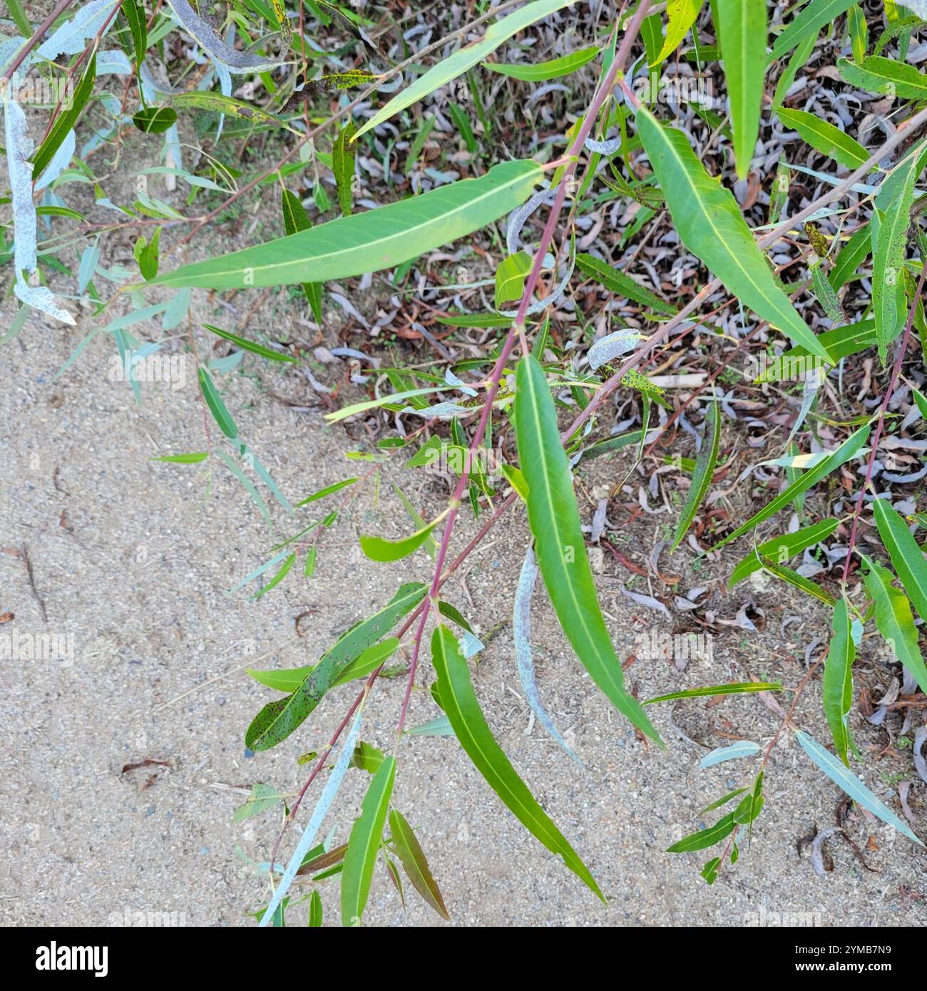 red willow (Salix laevigata Stock Photo - Alamy