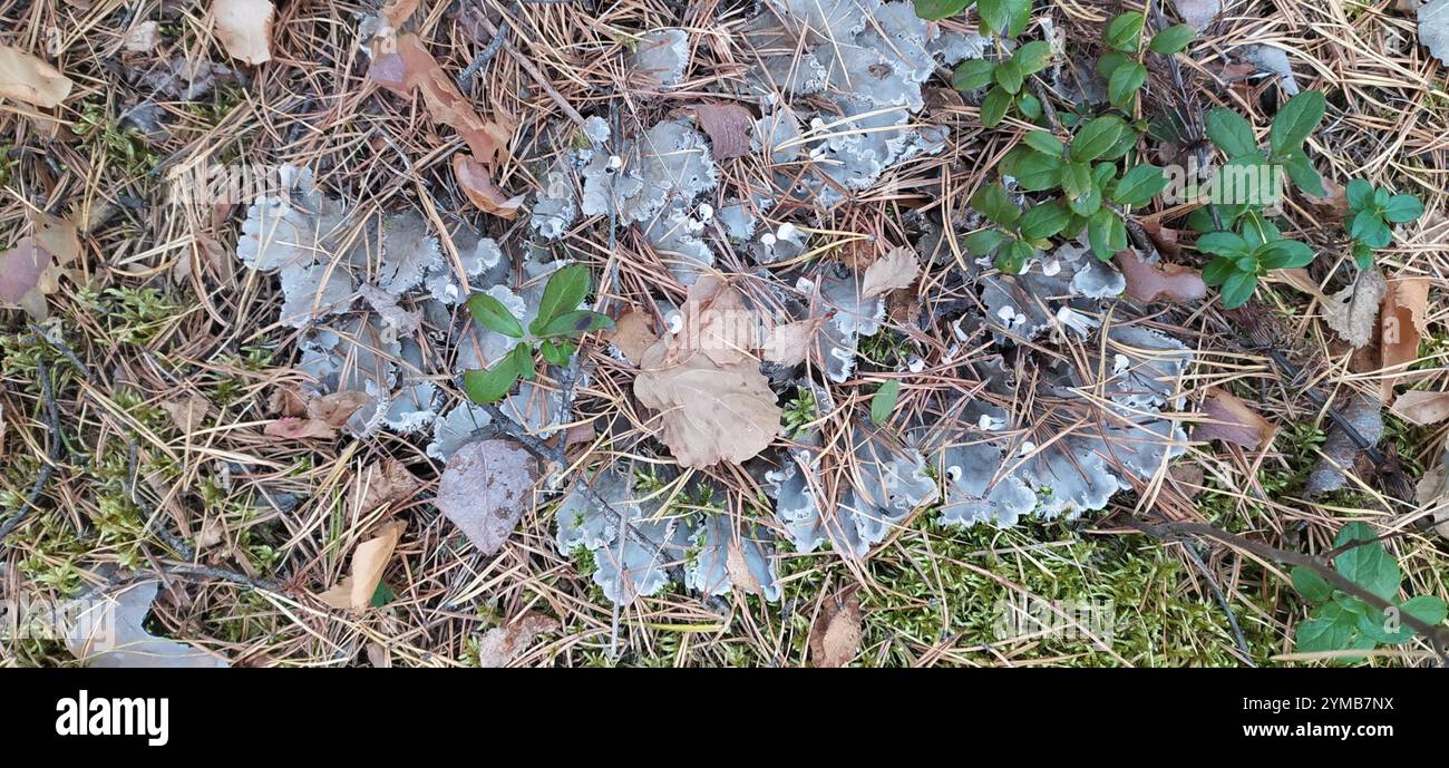 dog pelt lichen (Peltigera canina Stock Photo - Alamy