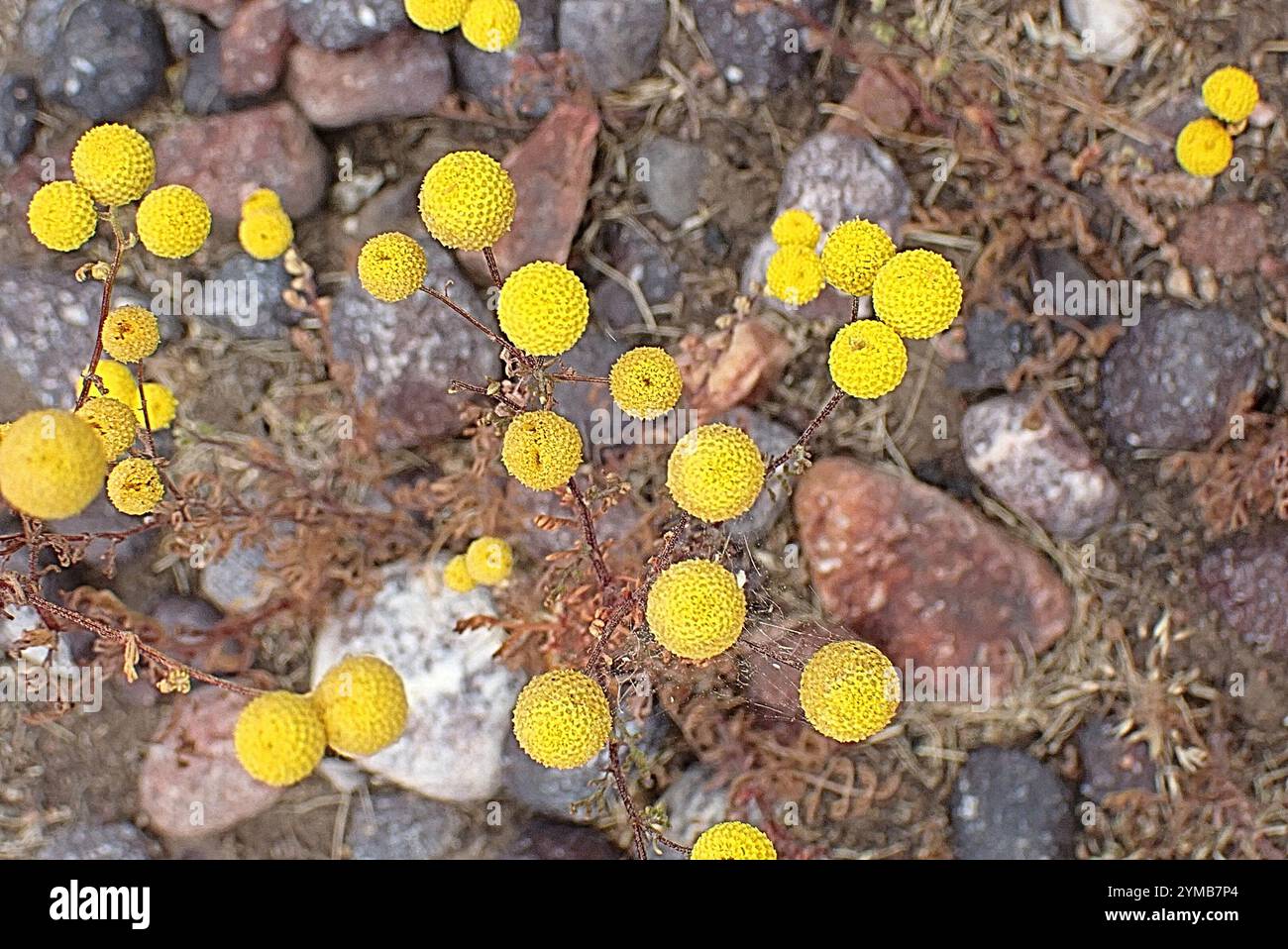 Stinknet hi-res stock photography and images - Alamy