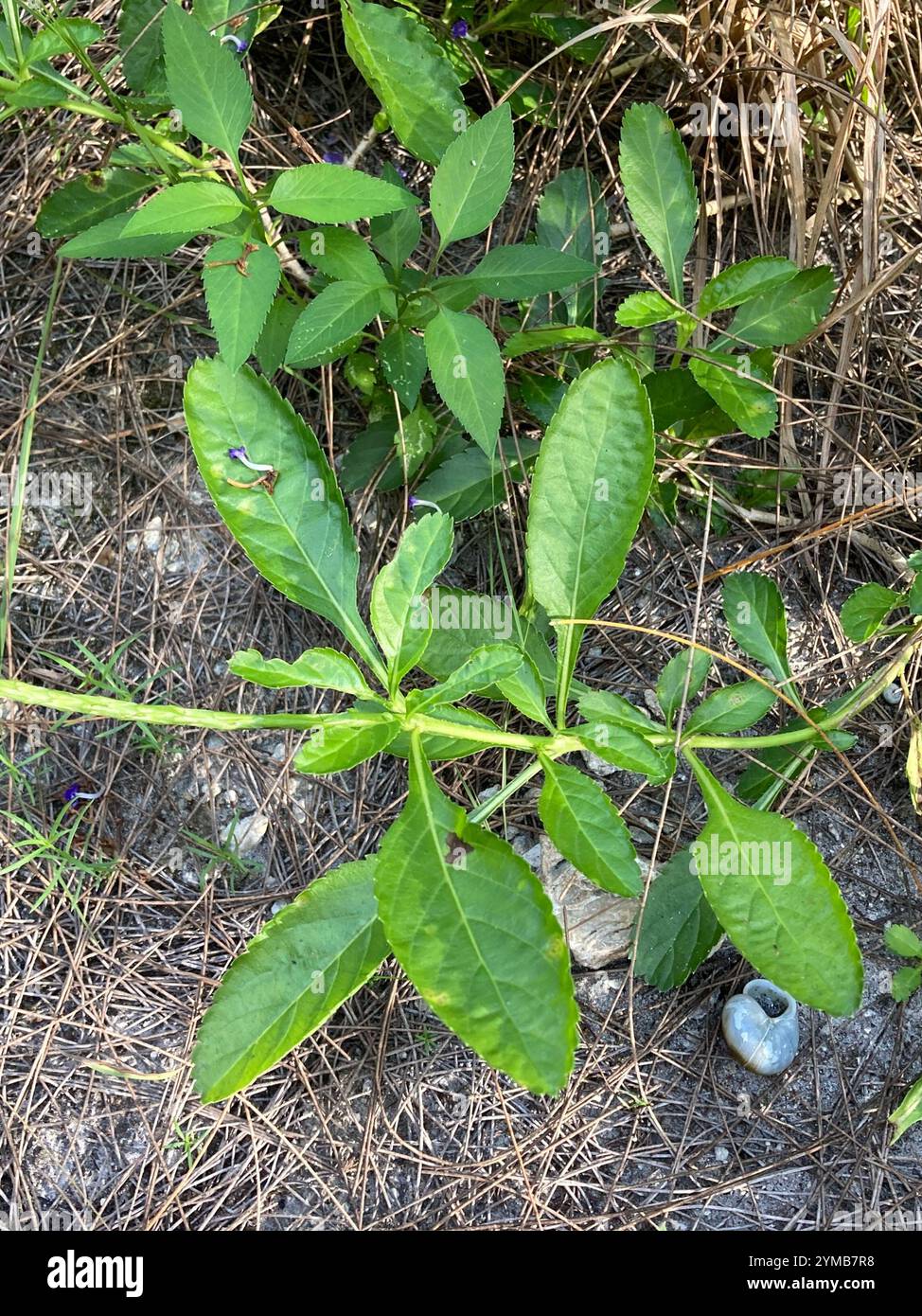 Blue porterweed hi-res stock photography and images - Alamy