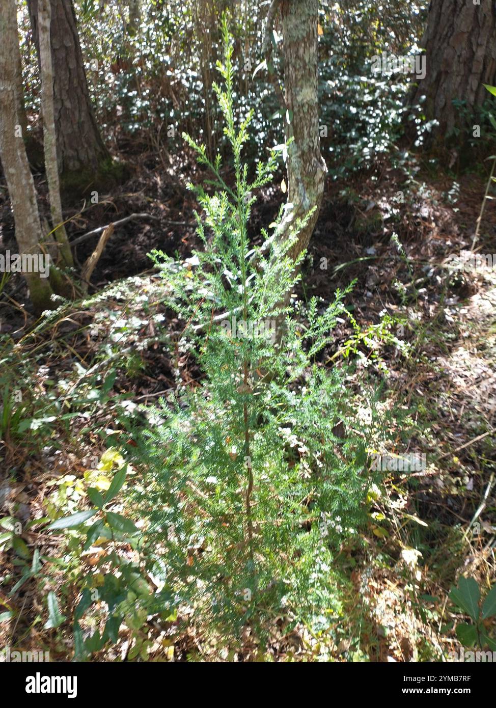 Southern Redcedar (Juniperus virginiana silicicola Stock Photo - Alamy