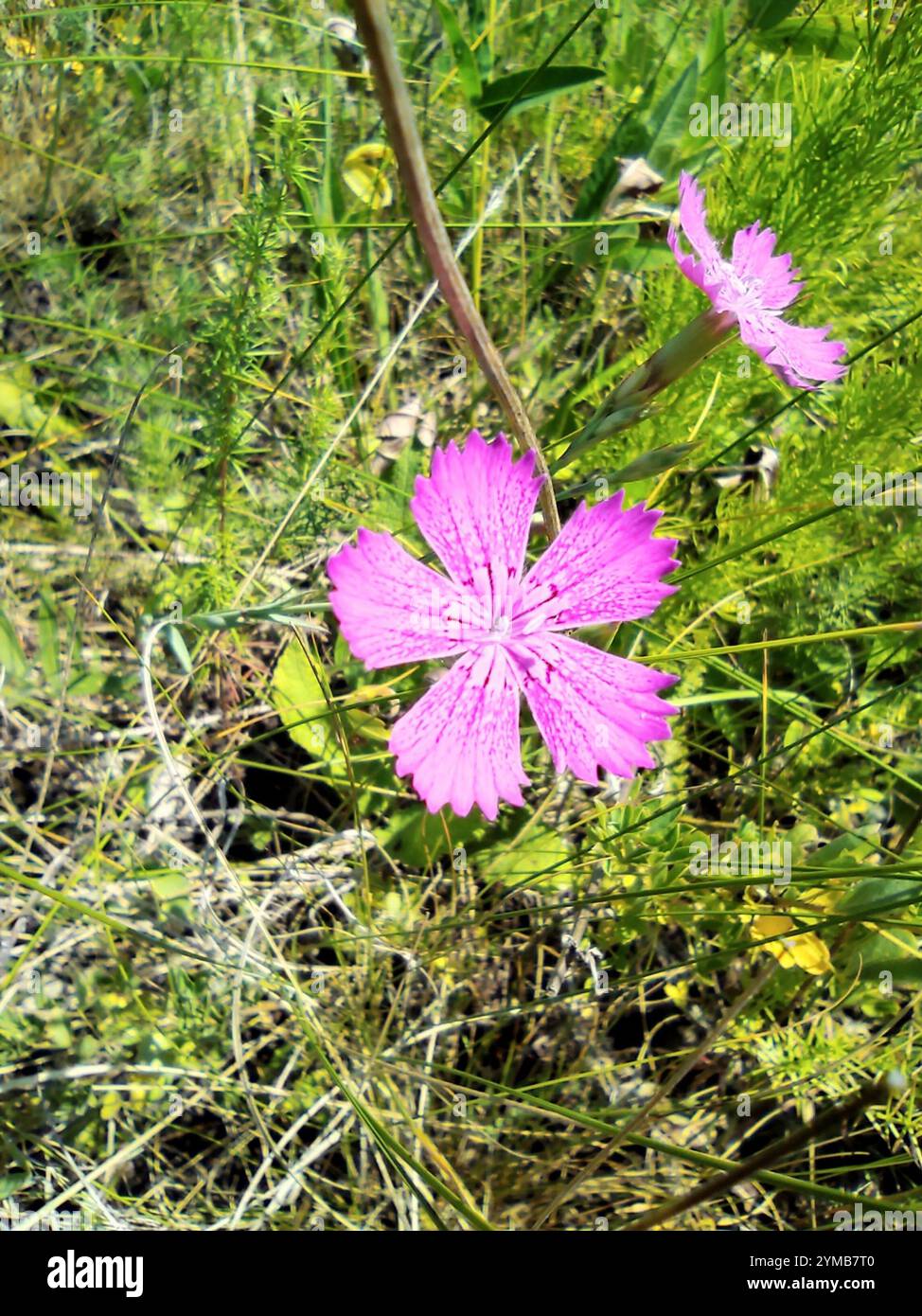 Chinese-pink (Dianthus chinensis Stock Photo - Alamy