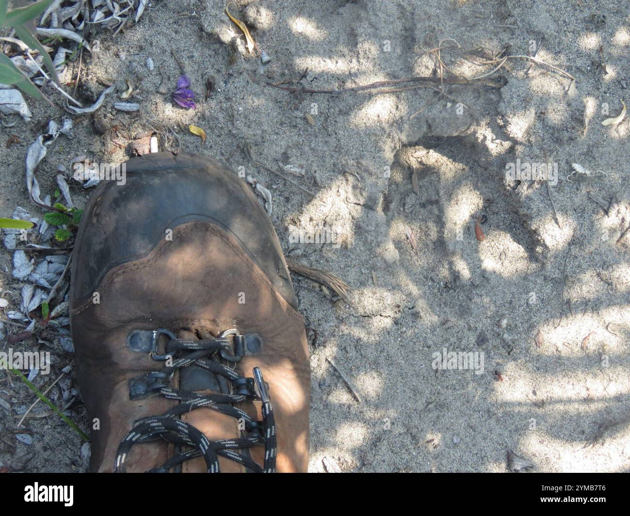 New World Deer (Capreolinae Stock Photo - Alamy