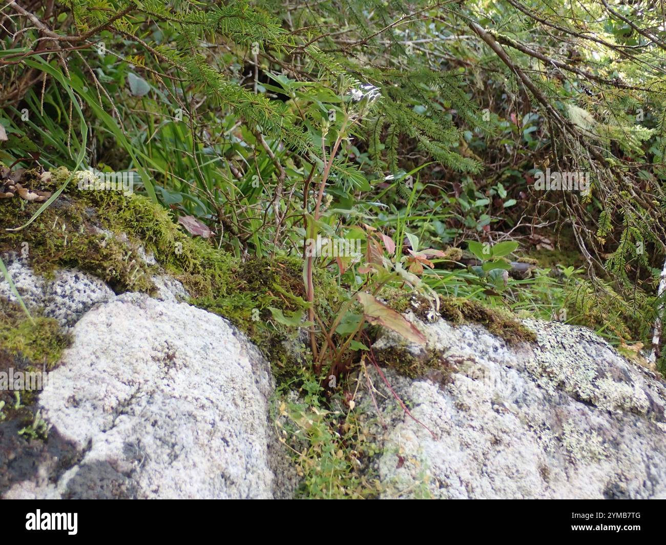 western rattlesnake root (Nabalus alatus Stock Photo - Alamy