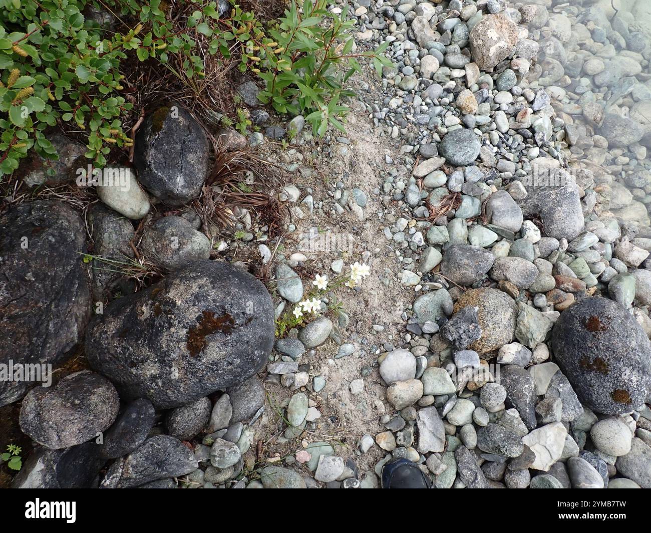 marsh grass-of-Parnassus (Parnassia palustris Stock Photo - Alamy