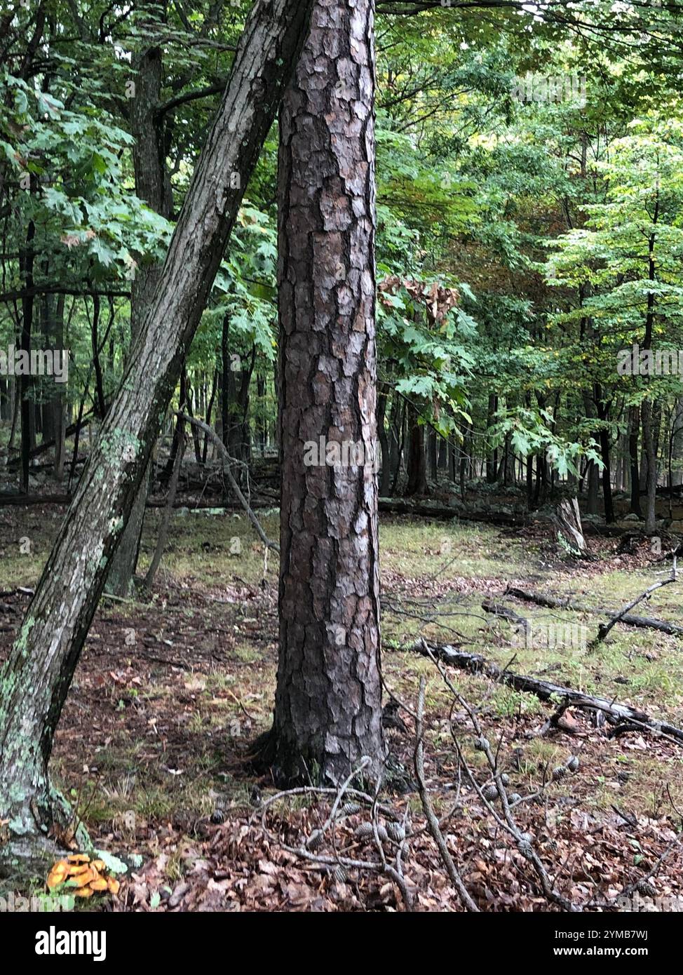 pitch pine (Pinus rigida Stock Photo - Alamy