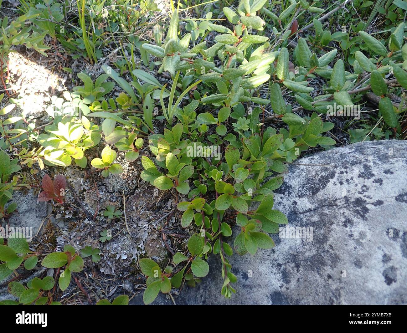 alpine bearberry (Arctous alpina Stock Photo - Alamy