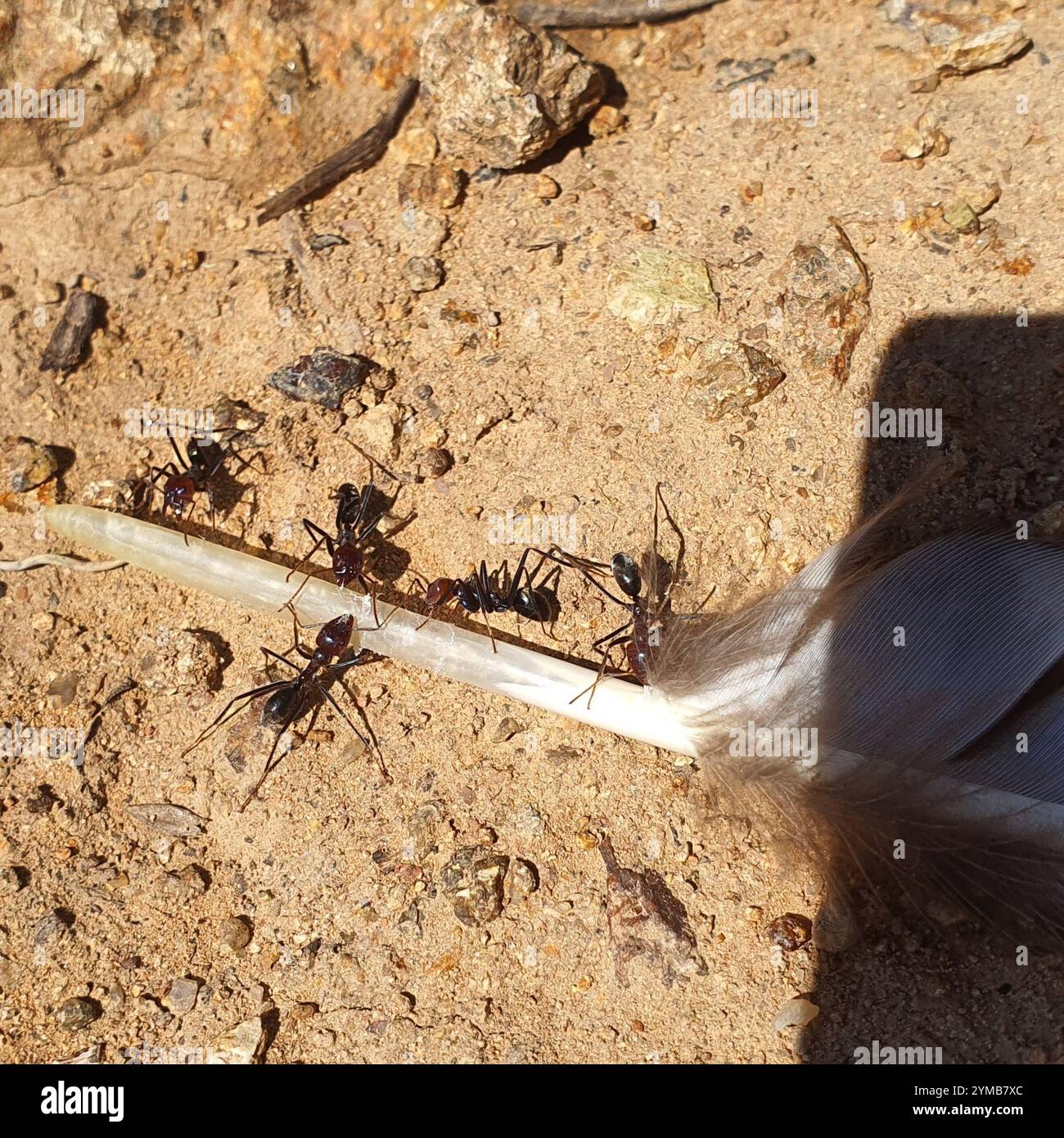 Southern Meat Ant (Iridomyrmex purpureus Stock Photo - Alamy