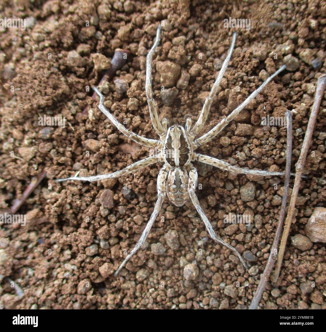 Wolf Spiders (Lycosidae Stock Photo - Alamy