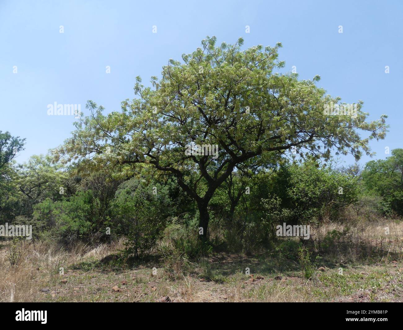 wild syringa (Burkea africana Stock Photo - Alamy