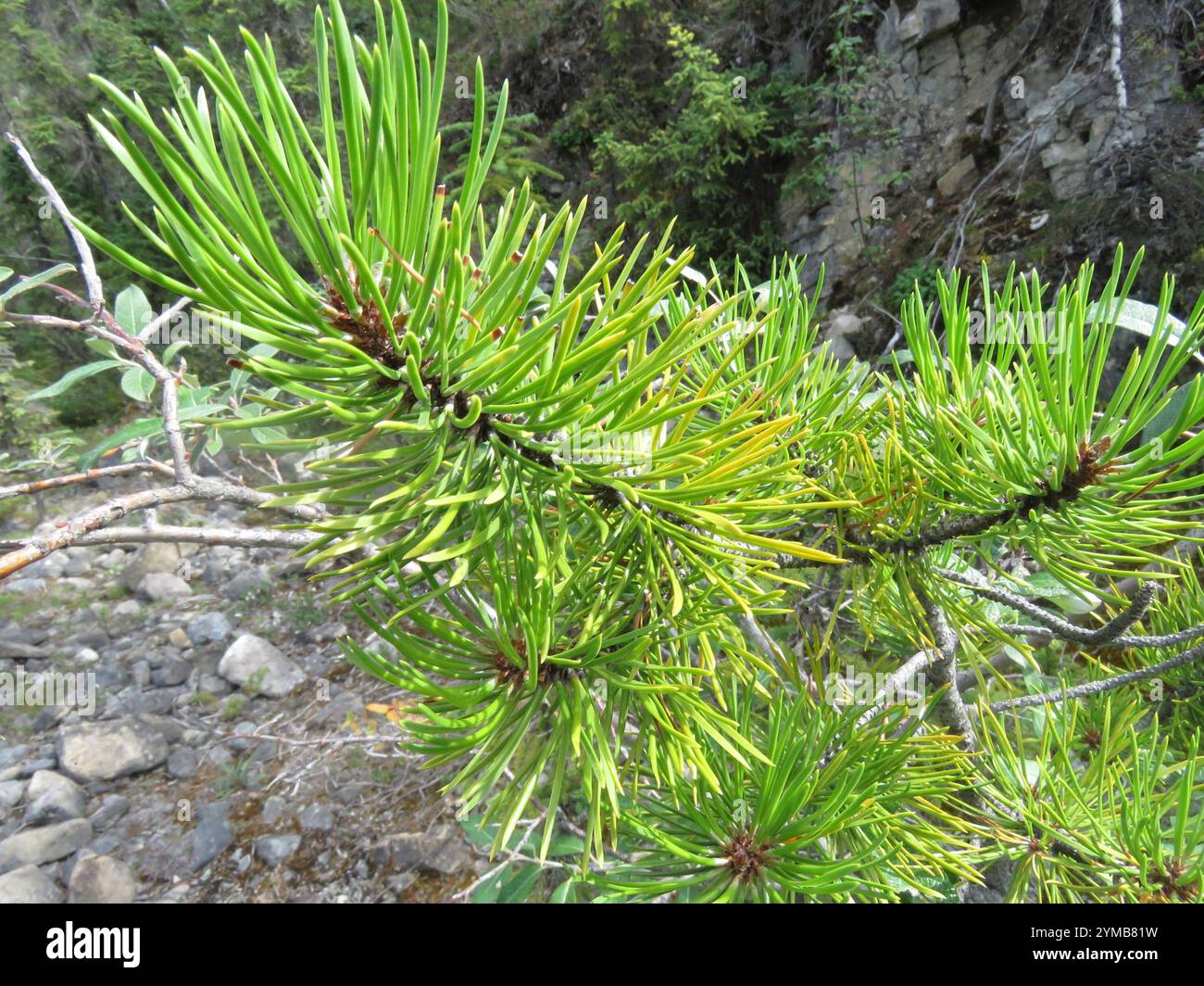 lodgepole pine (Pinus contorta Stock Photo - Alamy