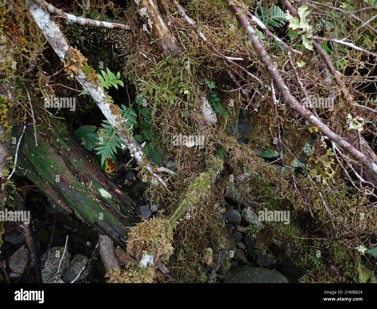 purple-edge bonnet (Mycena purpureofusca Stock Photo - Alamy