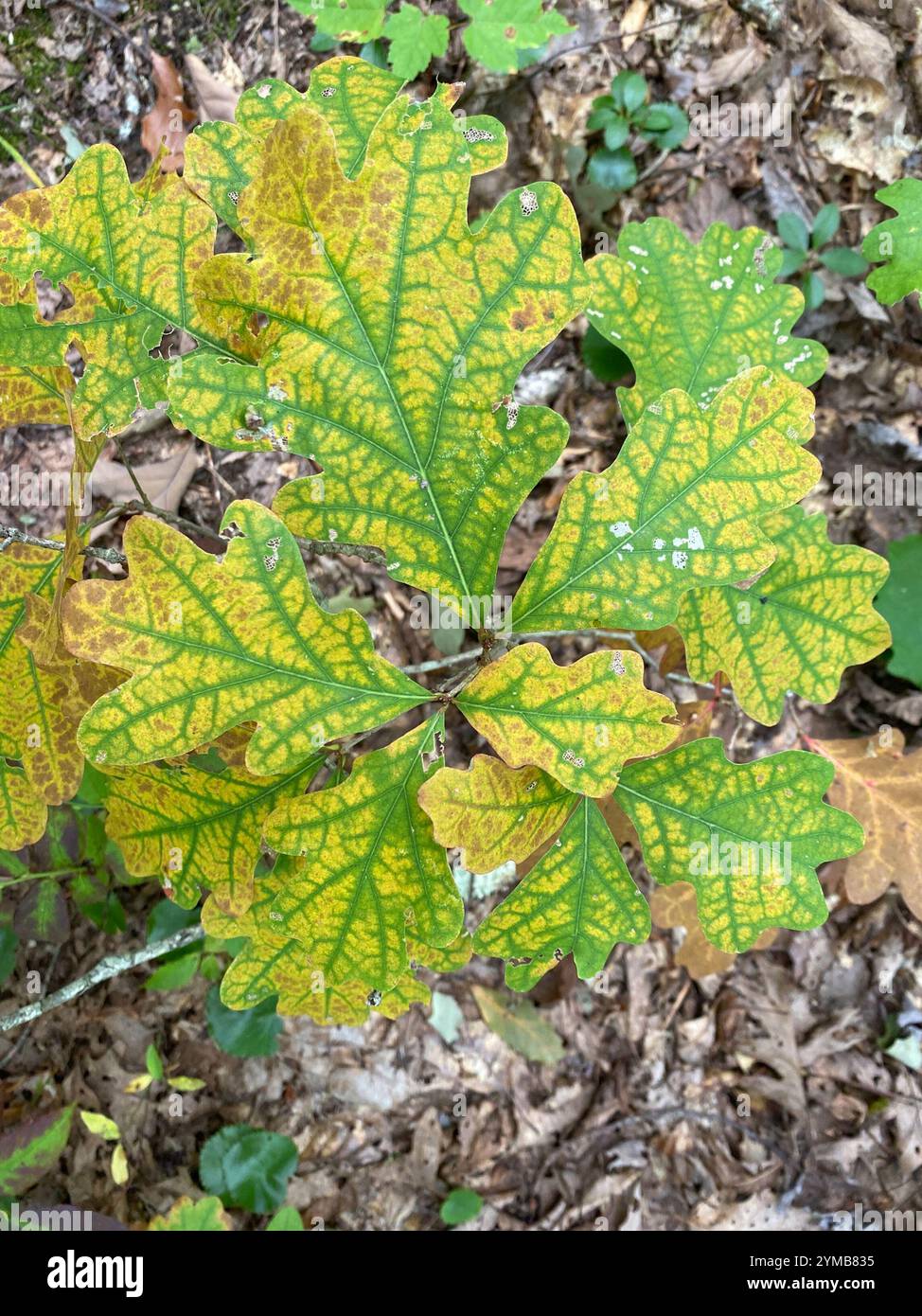 white oak (Quercus alba Stock Photo - Alamy