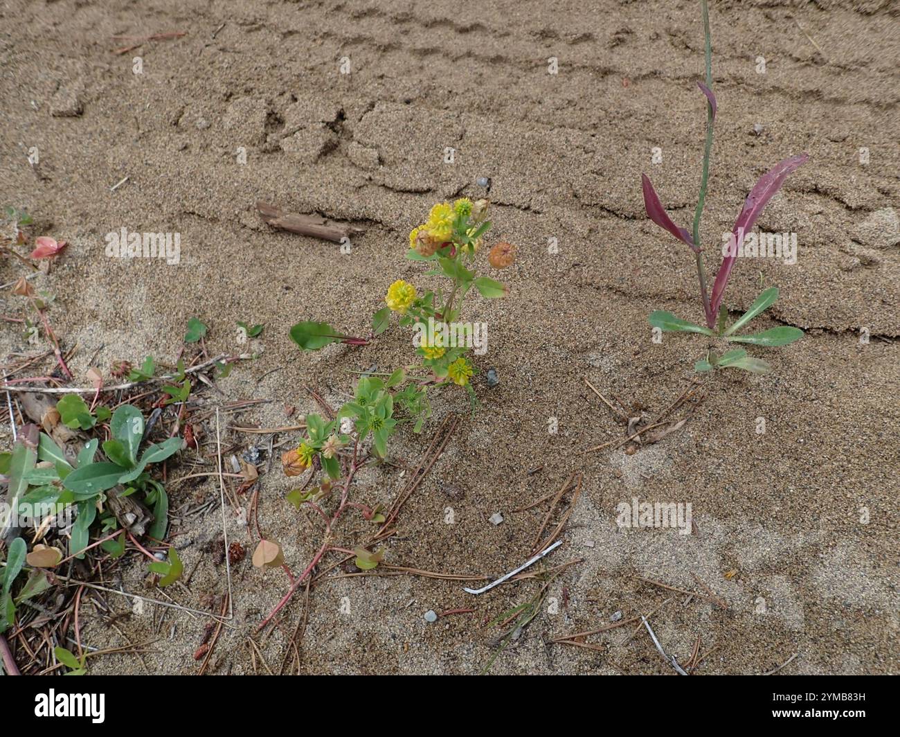 Trifolium aureum hi-res stock photography and images - Alamy