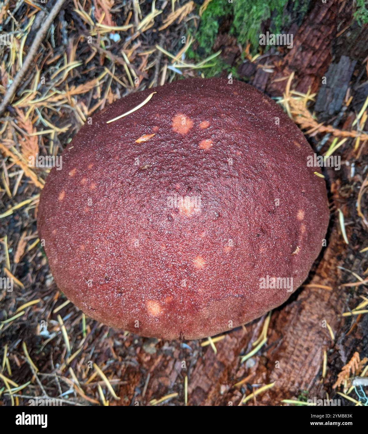 admirable bolete (Aureoboletus mirabilis Stock Photo - Alamy