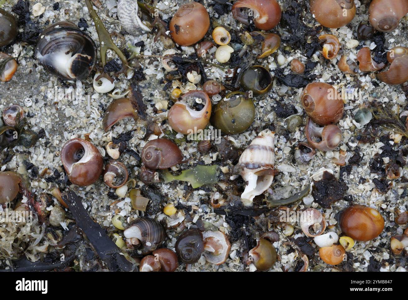 Netted Dogwhelk (Tritia reticulata Stock Photo - Alamy